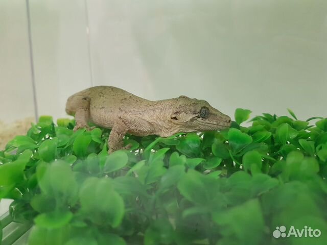 Бананоед геккон