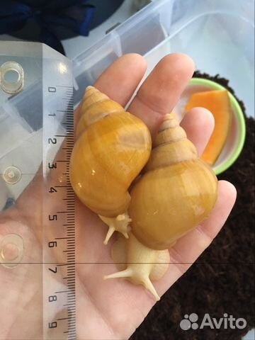 Ахатина Альбино