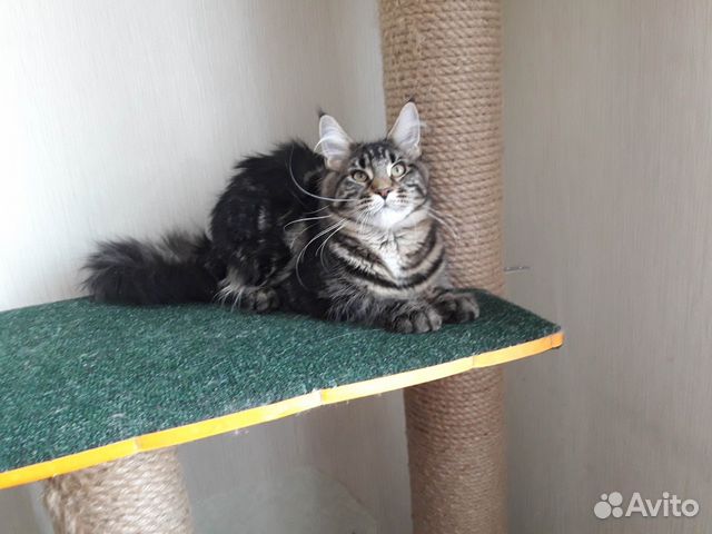 Котята мейн-кун с родословной WCF