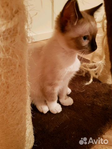 Кошечка Снежка