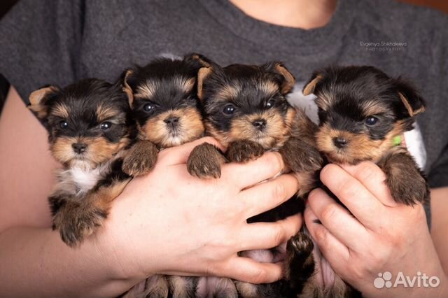 Йоркширский терьер