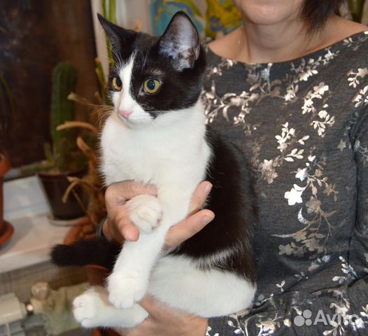 Черно-белая кошечка (пока еще котенок) ищет друзей