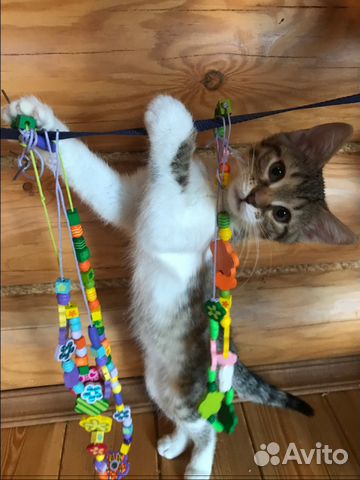 Кошечка в добрые руки