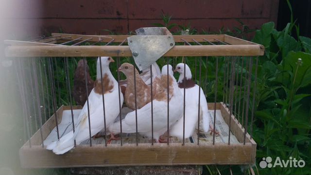 Ижевские голуби