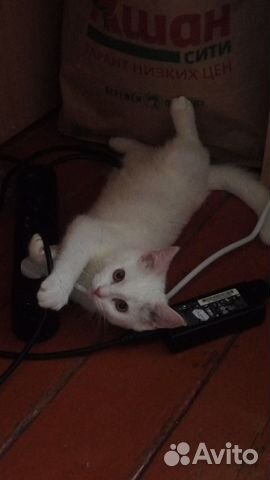 Британка-полукровка