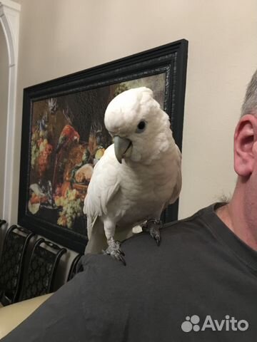 Соломонский какаду