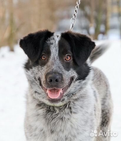 Марик, 1.5 года, 40 см