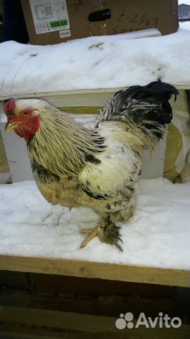 Петухи и куры породы Брама и Кохенхин