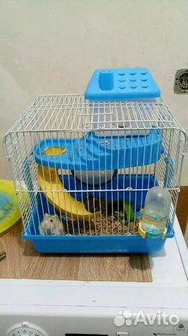 Джунгарский хомяк