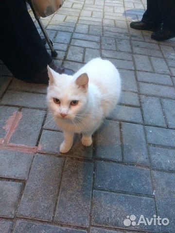 Отдам кота белого умного глухого
