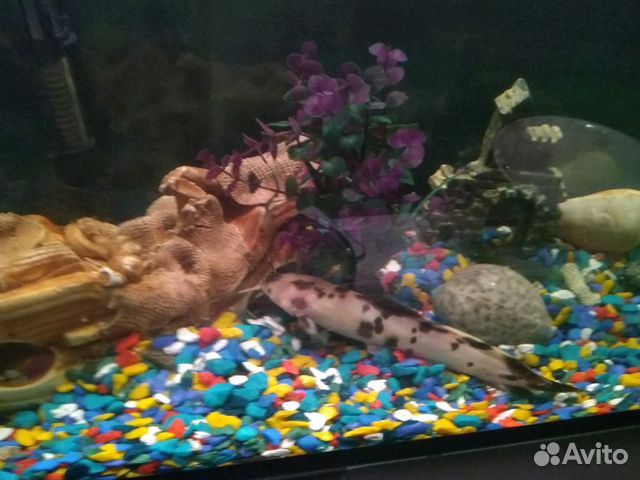 Клариас Ангольский