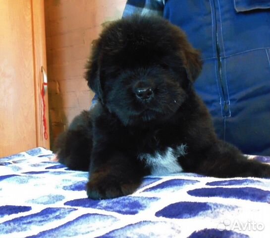 Ньюфо-Медвежата из Карелии: