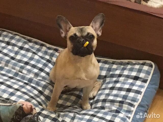 Французский бульдог
