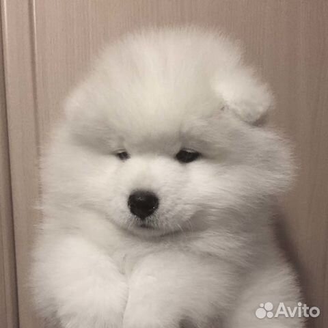 Щенки, самоеды, кобели, 2 мес