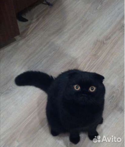 Ищем кота