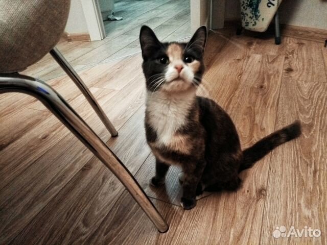 Кошку в аренду