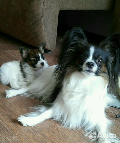 Собака - бабочка