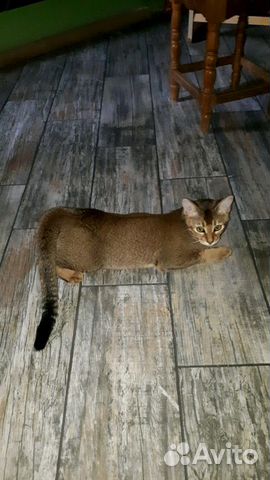 Смесь абисинская-бенгальская