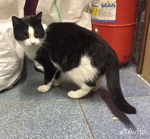 Буся и Амина