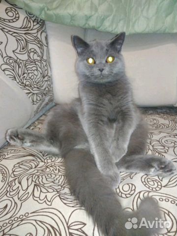 Британской кошечке нужен котик для вязки