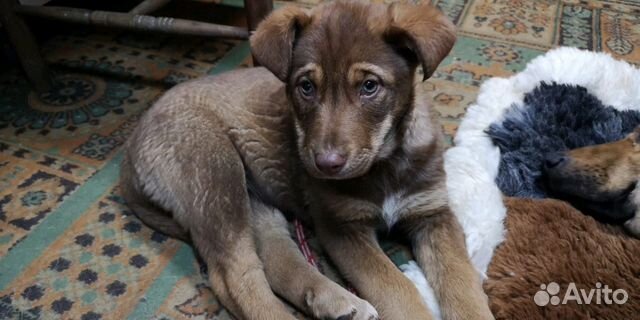 Щенки в добрые руки