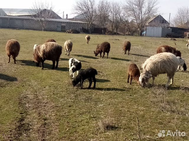 Продаю овцематок с ягнятами