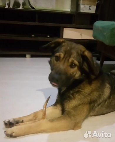 Малыш. Маленький грустный Песик. Возраст около 2