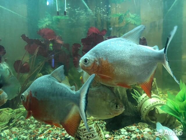 Красный Паку