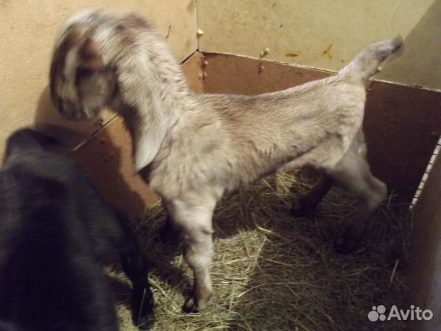 Нубийские козлики