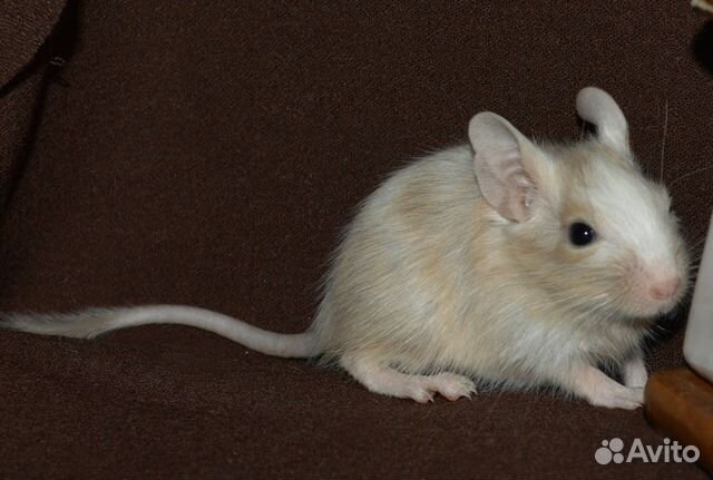 Дегусята и аксессуары для них