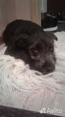 Щенки из приюта