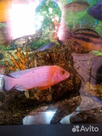 Аулонокары