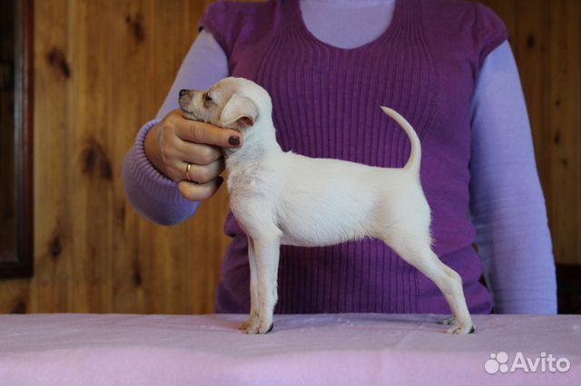 Белоснежное чудо