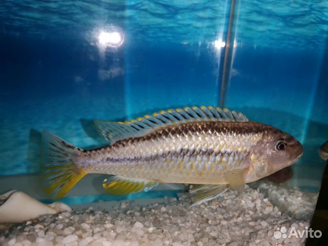 Меланохромис