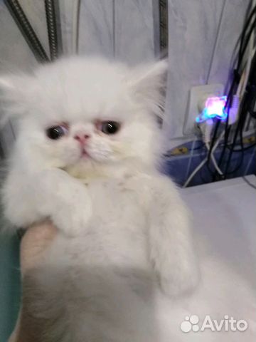 Персидский котята