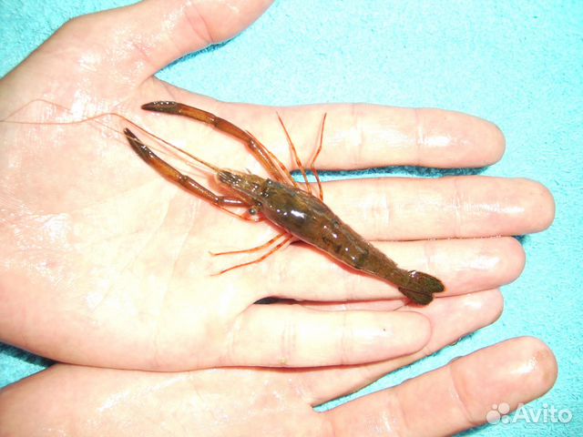 Креветка Macrobrachium