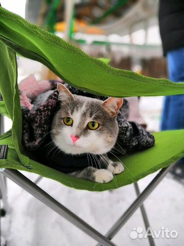 Кот ищет подружку для вязки