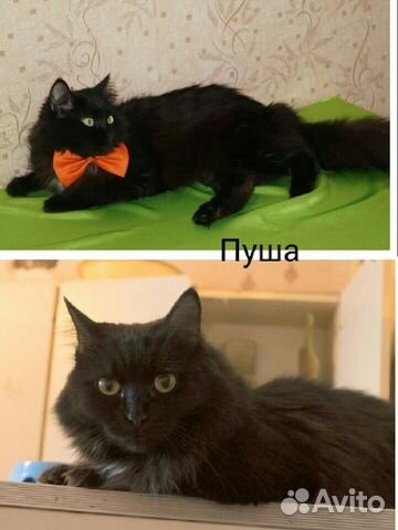 Кошечка Пуша ждет хозяев