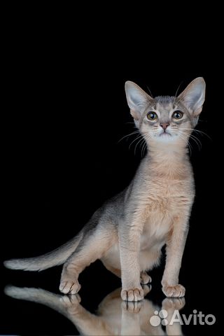 Красивая абиссинская кошечка редкого окраса