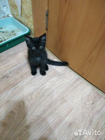 Котик милашка 2месяца