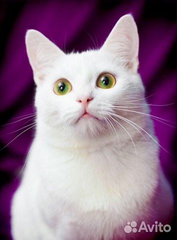 Белоснежные Коты в дар 1 год