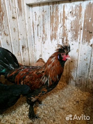 Петух Павловский