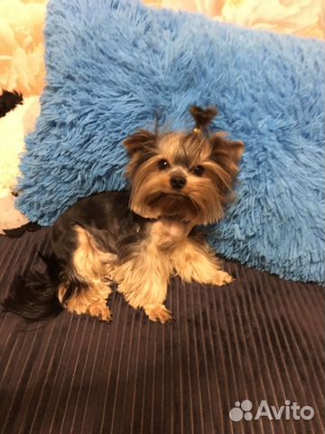 Йоркширский терьер Вязка