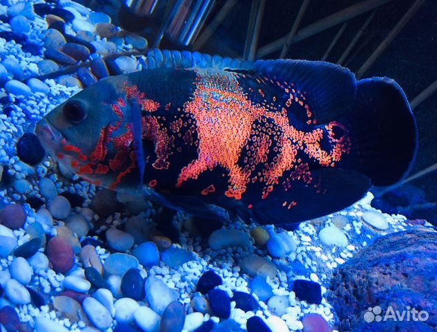 Большая аквариумная рыба Цихлида