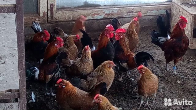 Инкубационное яйцо декоративных курочек подуан