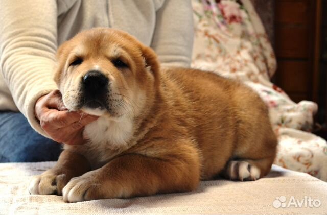 Щенки азиатики из питомника