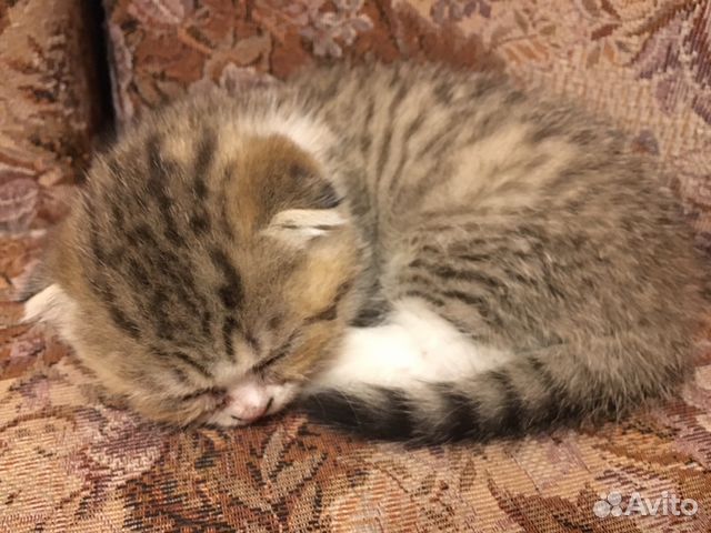 Шотландские котята