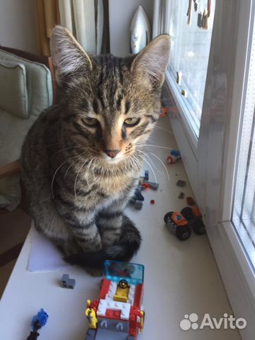 Домашний серо-полосатый котенок в добрые руки
