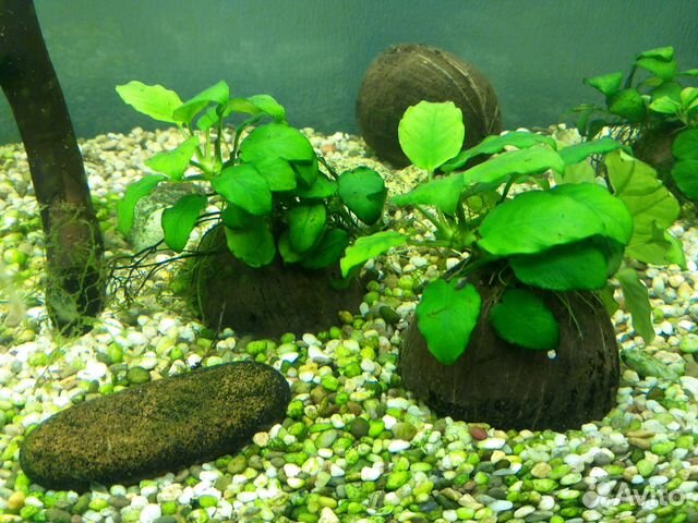 Живой декор Анубиас кокос. Лимонник