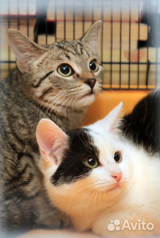 Прелестные котятки ищут дом